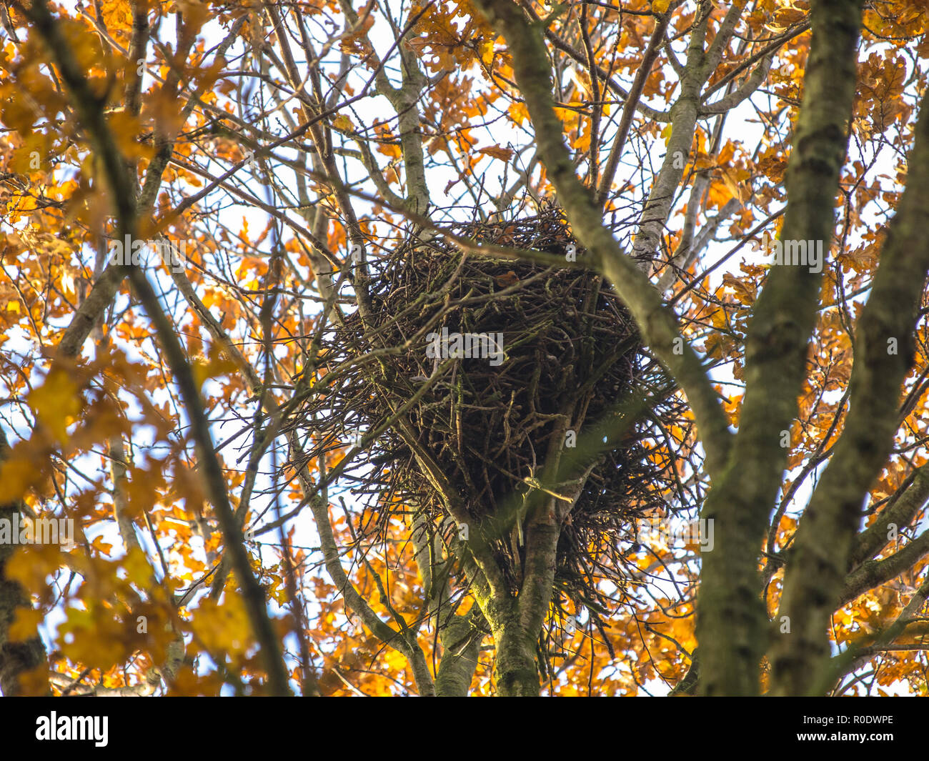 Hide in treetop hi-res stock photography and images - Alamy