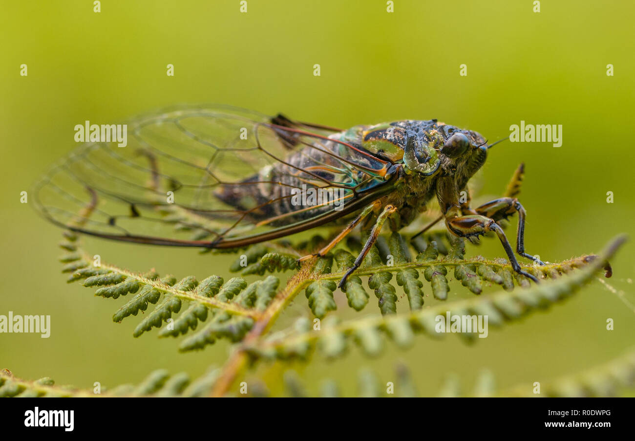 Cicade on Fern Leaf Stock Photo - Alamy