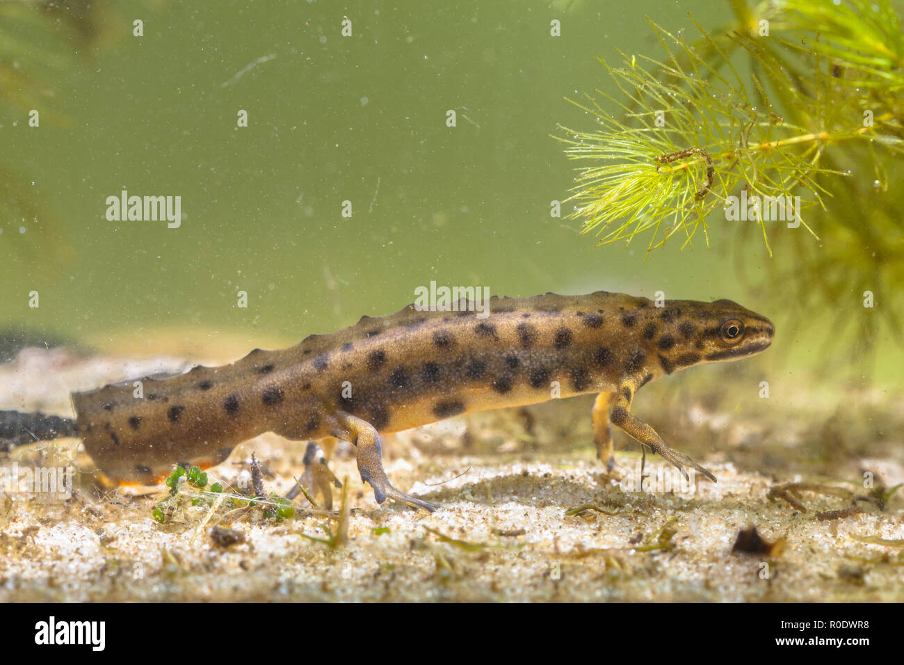The smooth newt, also known as the common newt (Lissotriton vulgaris ...