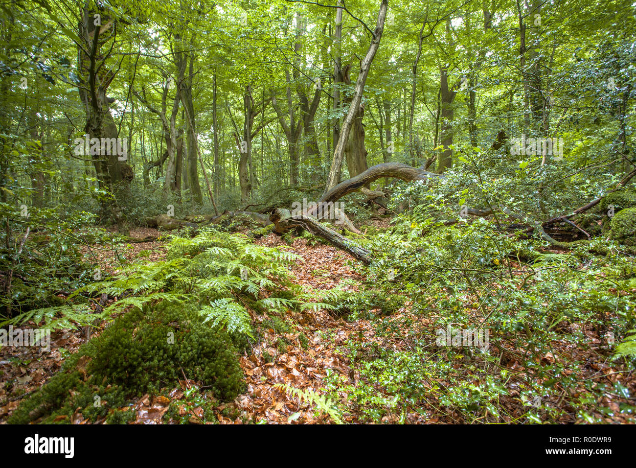 Primary Native European Forest in Hasbruch, Germany Stock Photo - Alamy