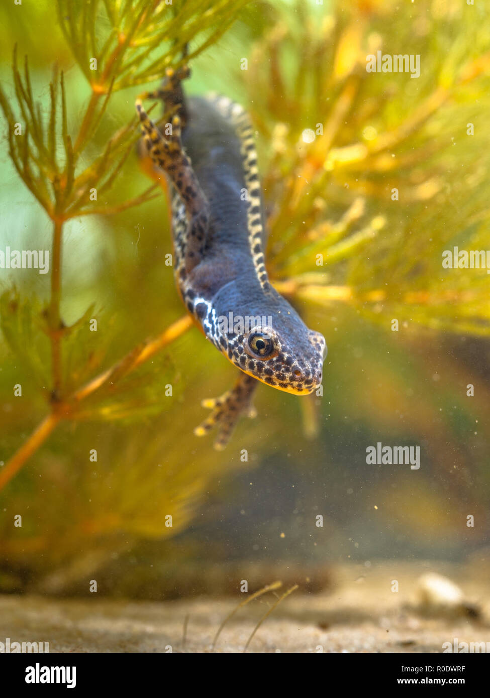 Alpine newt hi-res stock photography and images - Alamy
