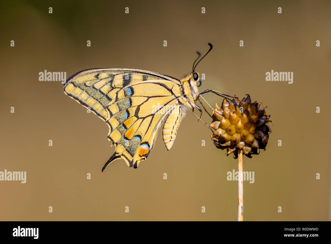 The Swallowtail is Europe's largest native butterfly, and also one of ...