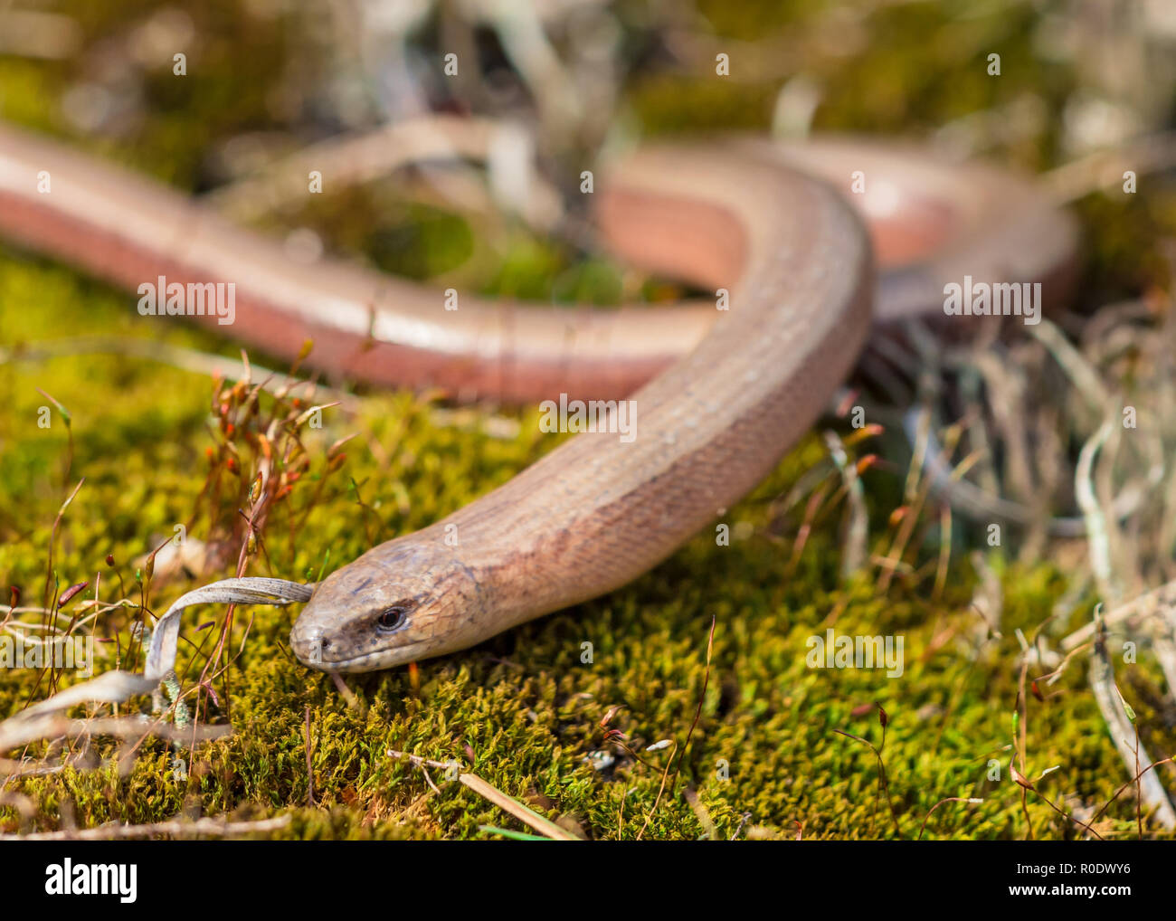 Legless lizard hi-res stock photography and images - Alamy