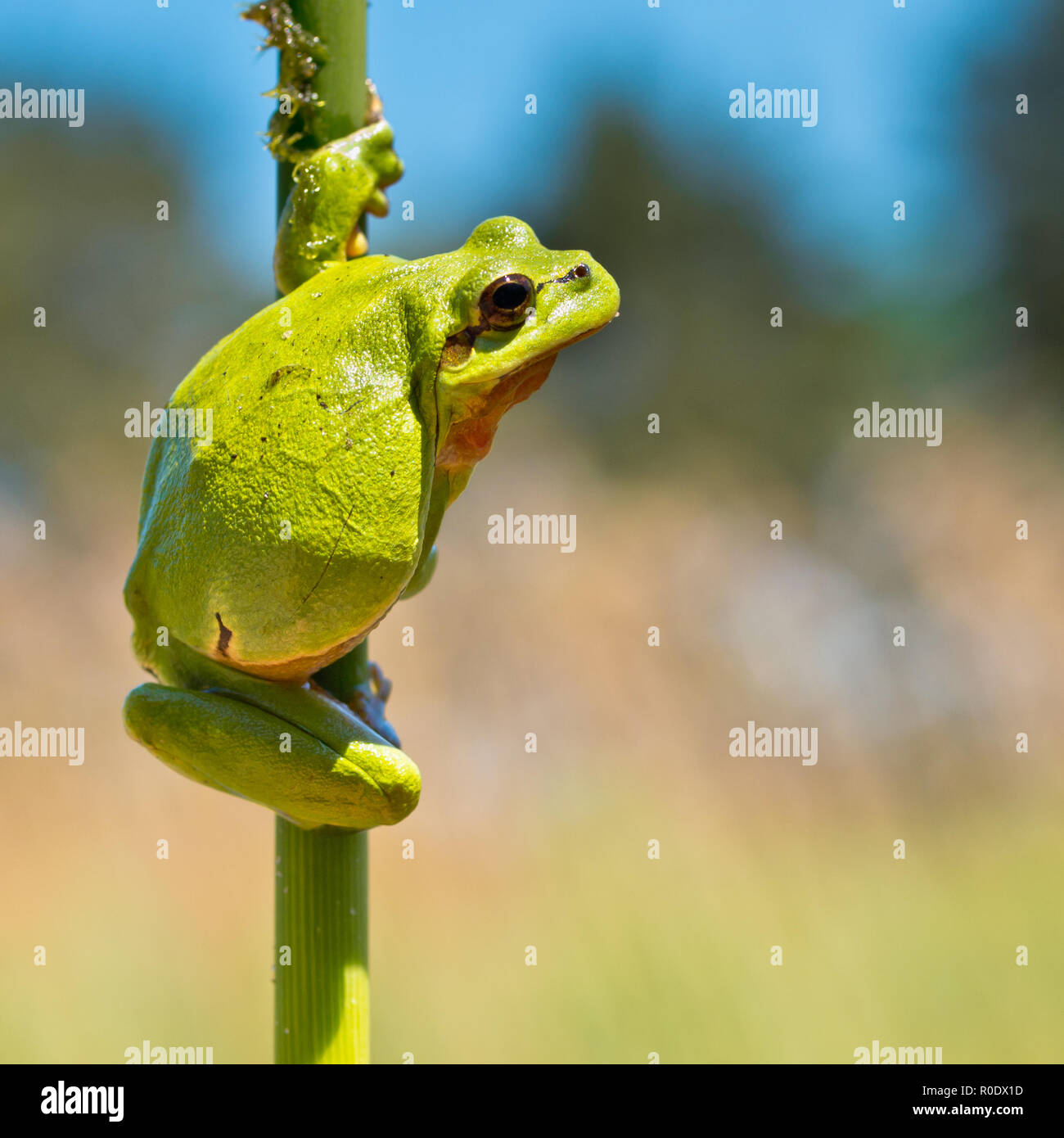 European Tree Frog (Hyla arborea) climbing in a Twig of Reed in its ...