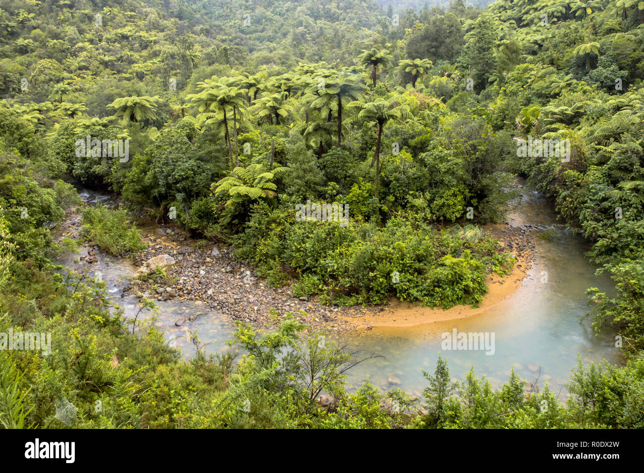 Meander in a Rainforest River, Northland New Zealand Stock Photo - Alamy