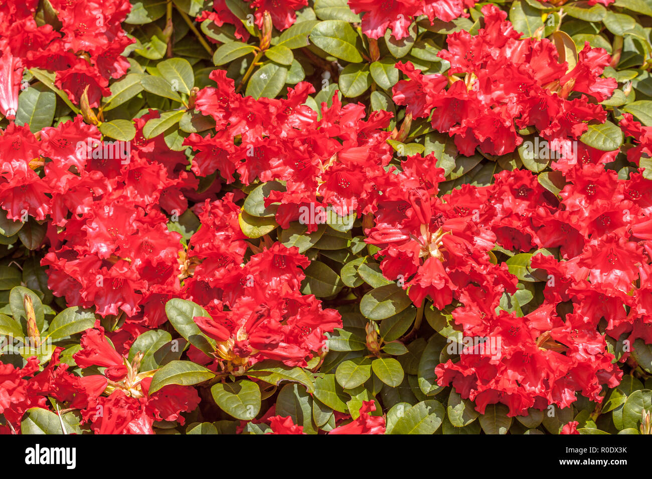 Rhododendron flowers on summer hi-res stock photography and images - Alamy