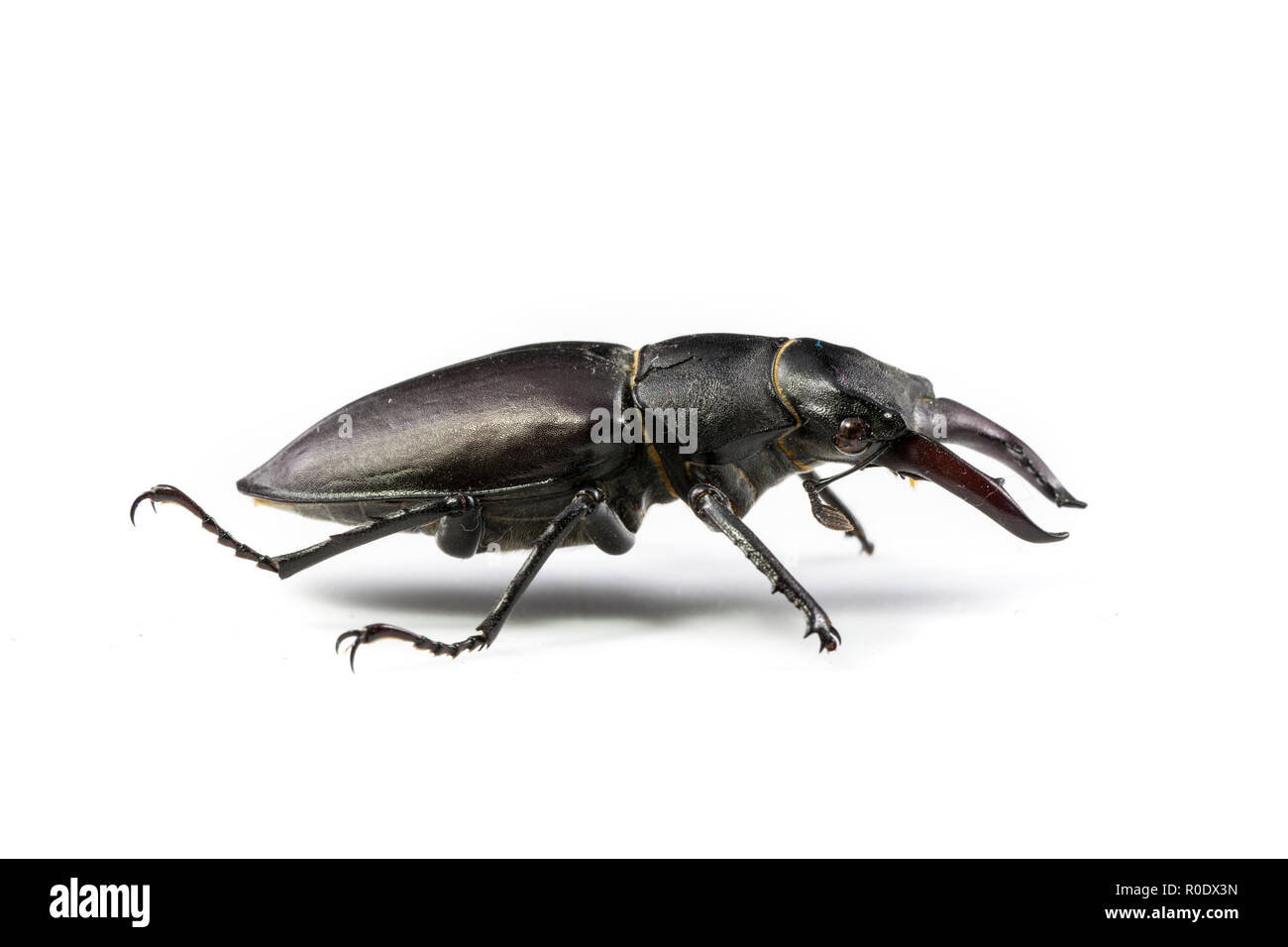 Giant Stag Beetle Stock Photos & Giant Stag Beetle Stock Images - Alamy