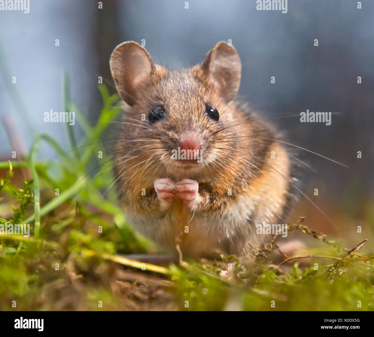 Cute wood mouse sitting on hind legs Stock Photo - Alamy