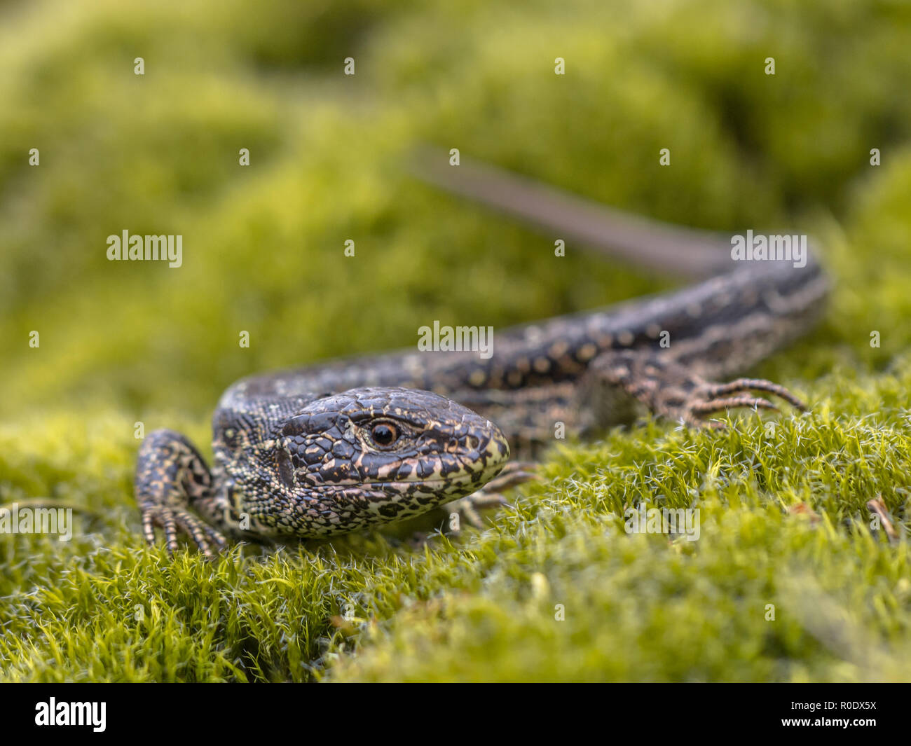 Angry lizard hi-res stock photography and images - Alamy