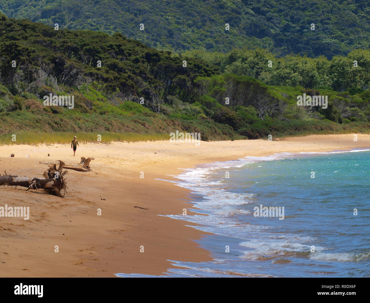 Wild Totaranui Beach in Abel Tasman National Park Stock Photo - Alamy