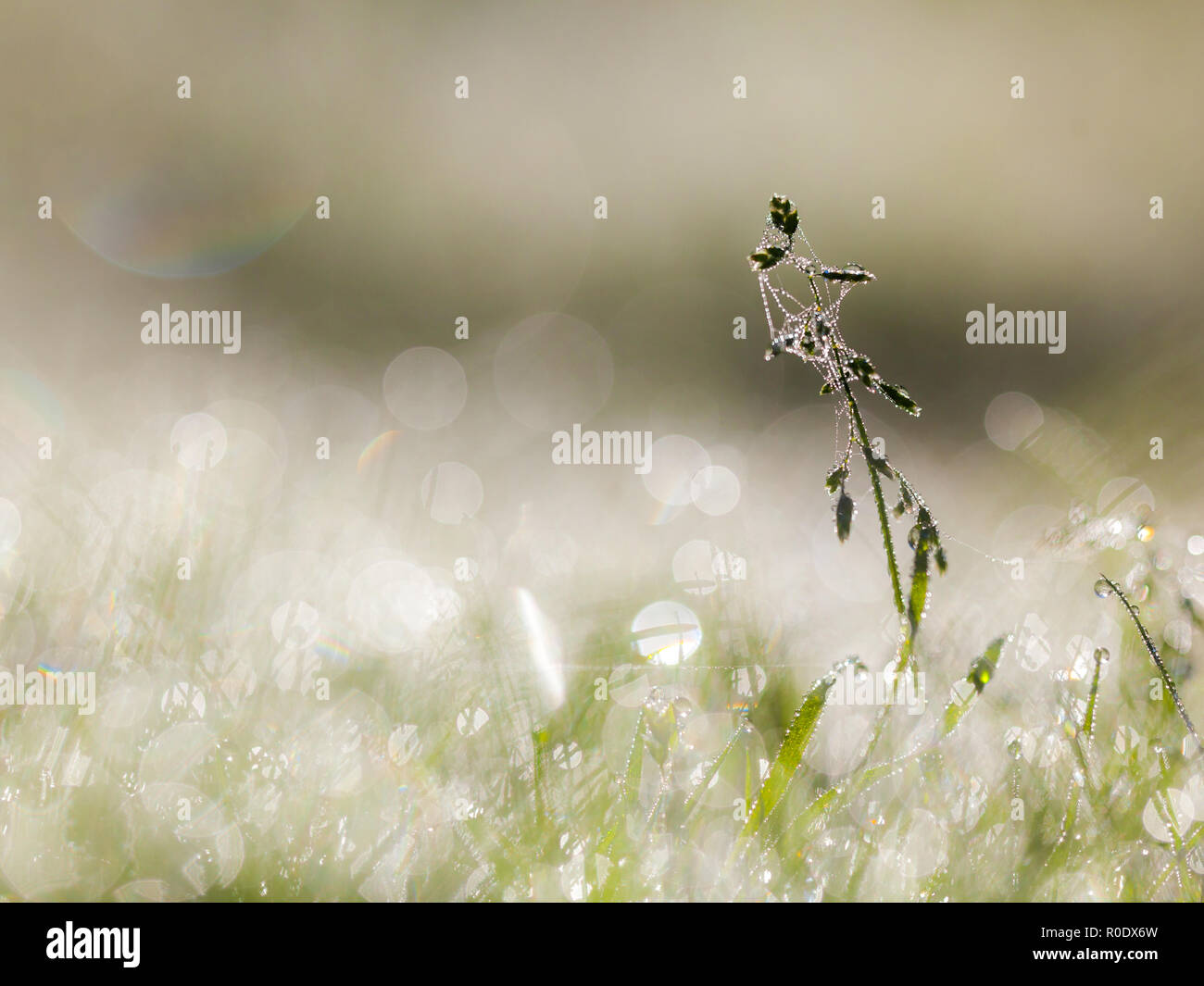 Dew and Drops With Reflections in a Grassland Stock Photo - Alamy