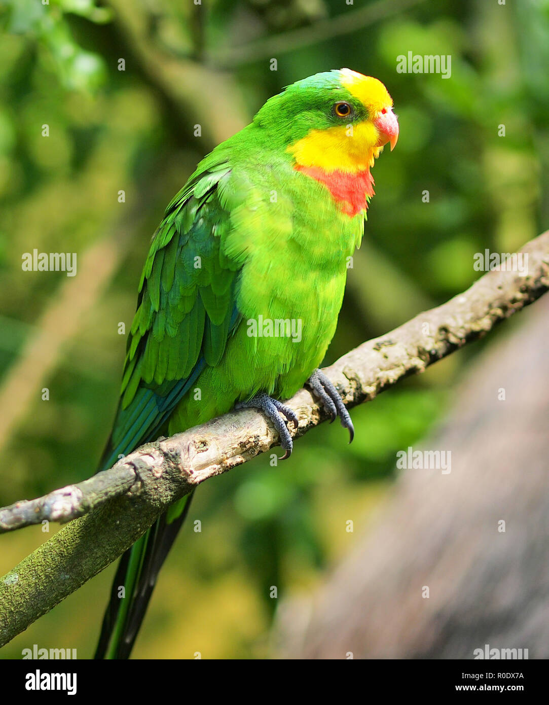 A Superb Parrot, also known as Barraband's Parrot, Barraband's Parakeet ...