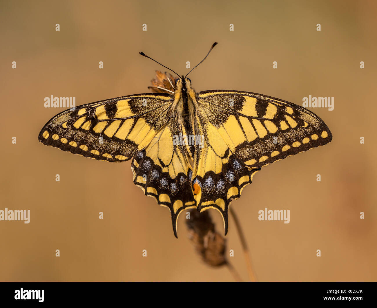 Rarest Butterfly In The World