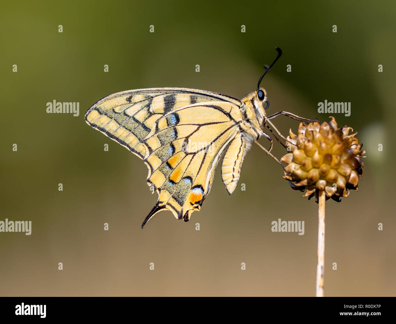 Largest butterfly of the world hi-res stock photography and images - Alamy