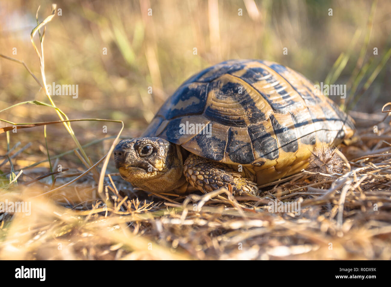 Testudo genus hi-res stock photography and images - Alamy