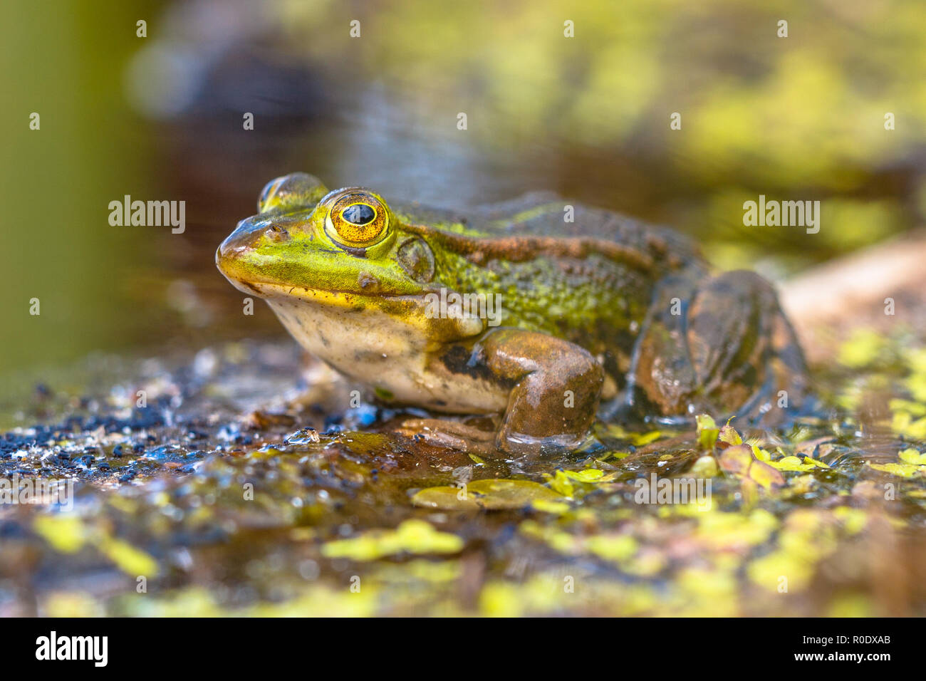 Edible Green Frog (Pelophylax kl. esculentus) on the bank of a pond in ...