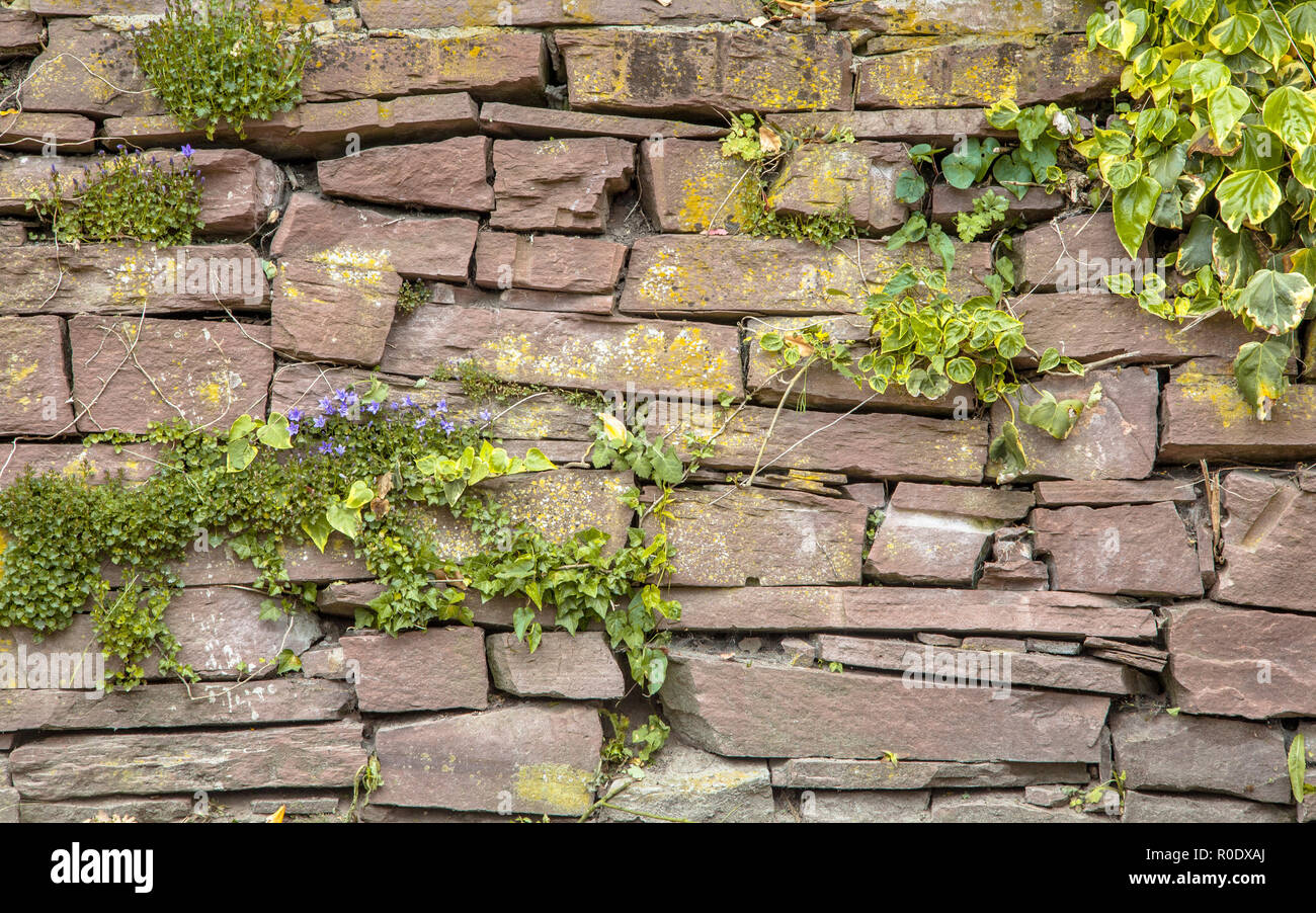 Old Stone Wall Background with Plants and Flowers Stock Photo - Alamy