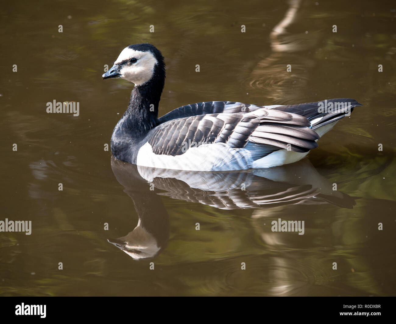 Barnacle Goose (Branta leucopsis) Swimming in Water during Spring ...