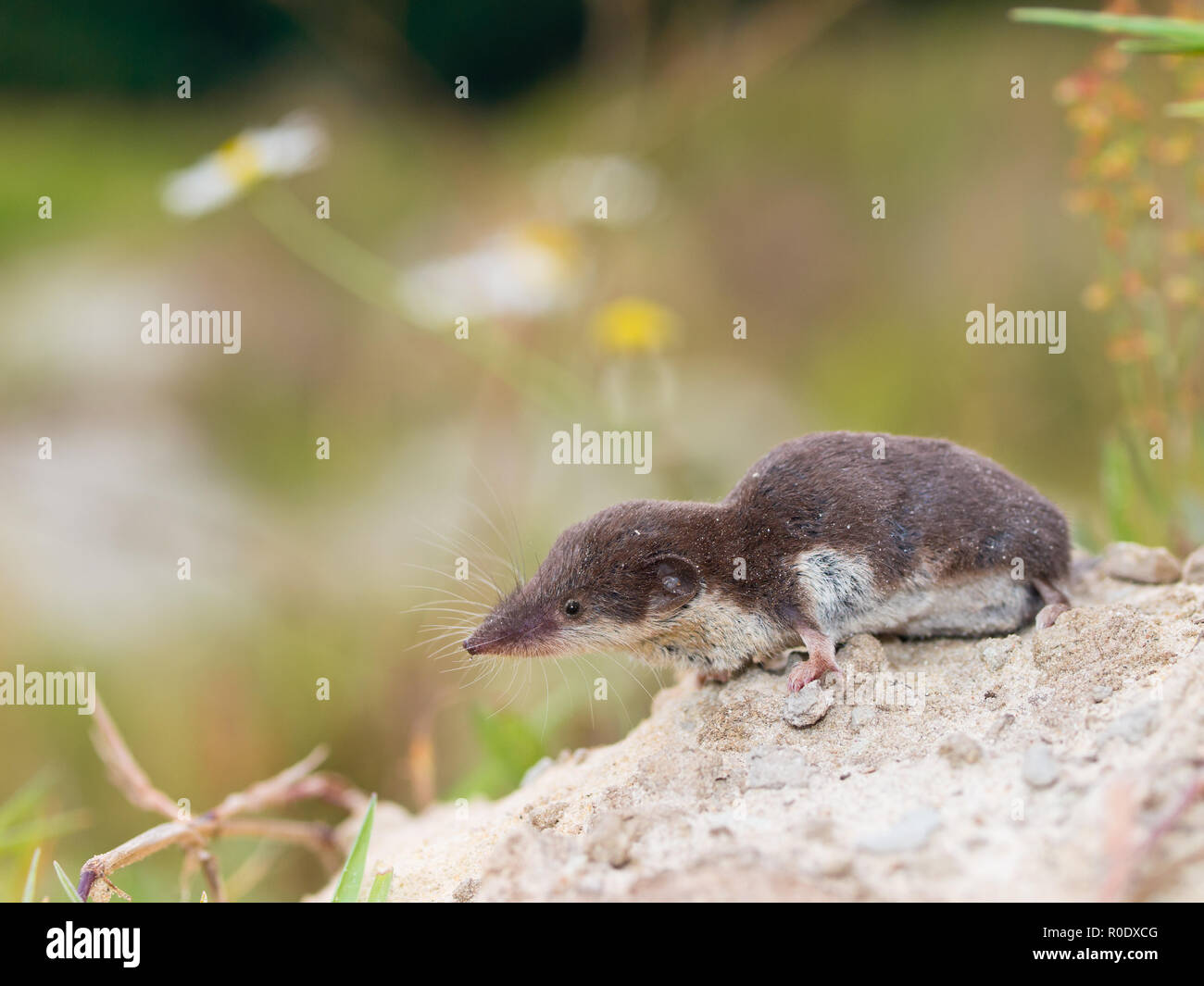 The Locally Endangered Bicolored Shrew (Crocidura leucodon) in it's ...