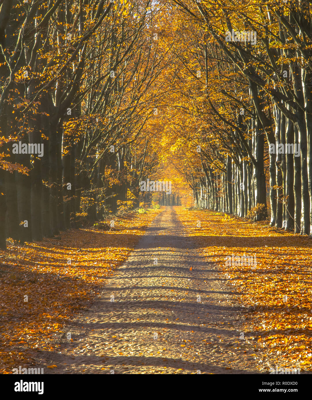 Forest lane hi-res stock photography and images - Alamy