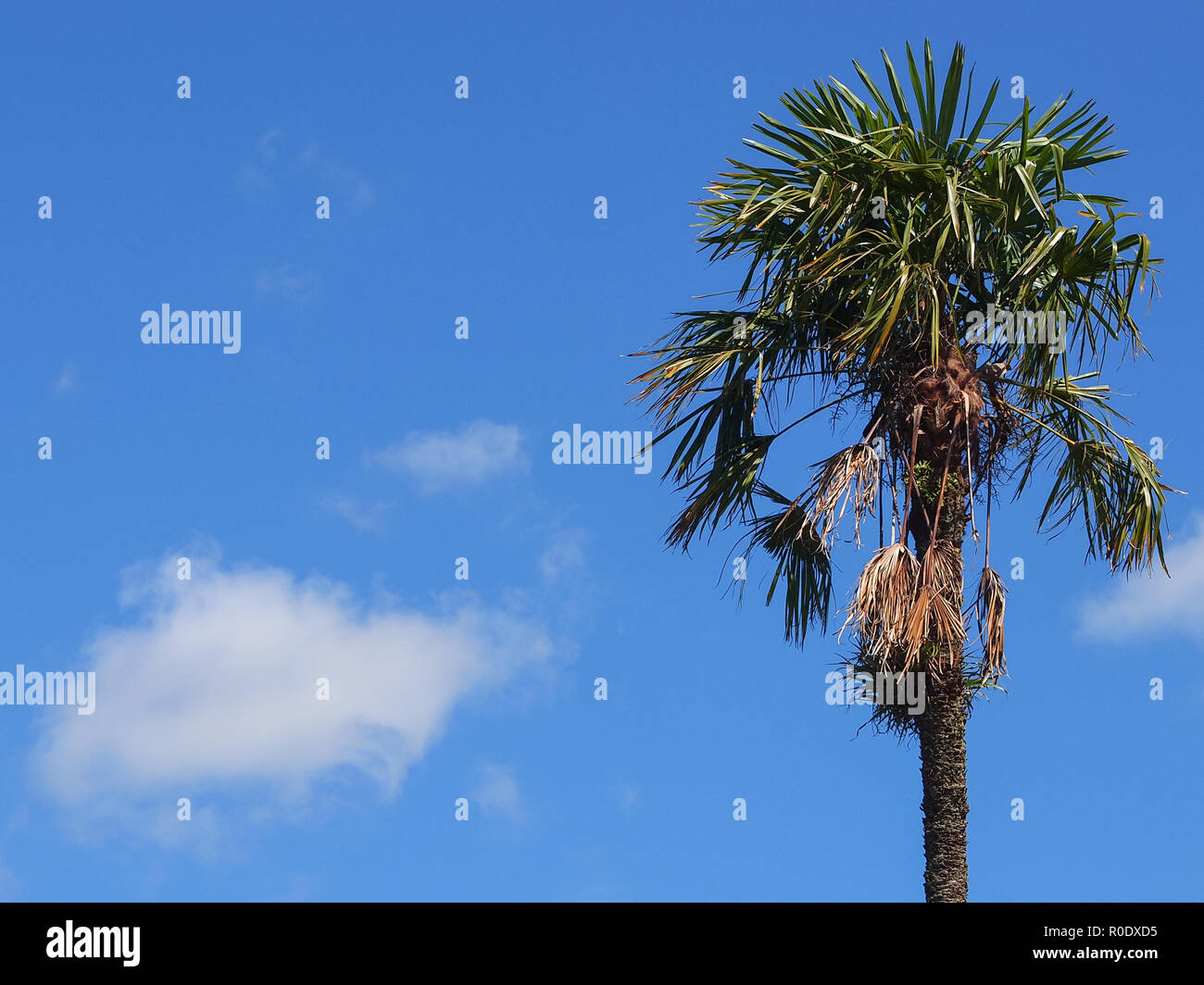 Tropical Background of a single Palm Tree Stock Photo - Alamy