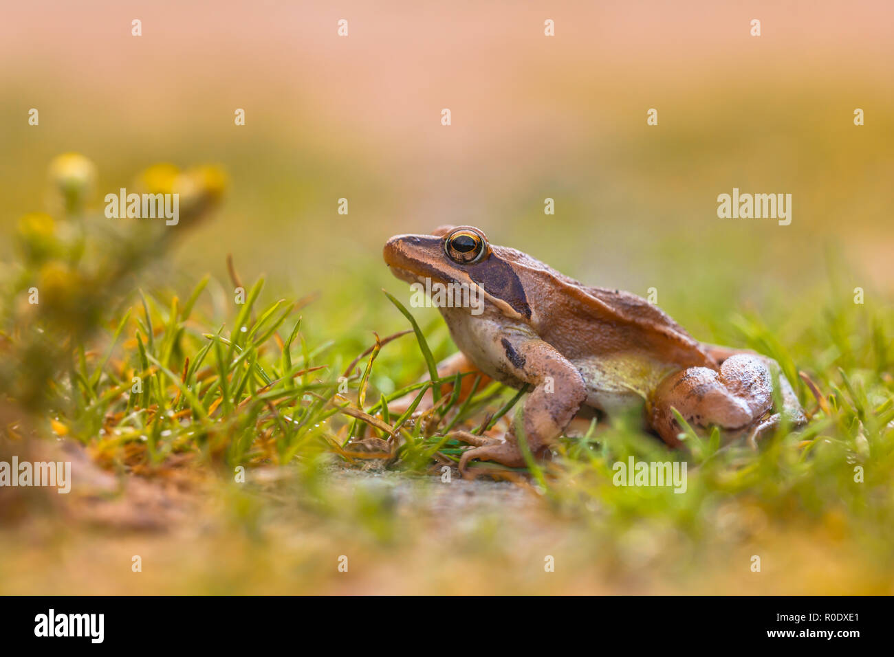 Spring Frog Rana Dalmatina High Resolution Stock Photography and Images ...