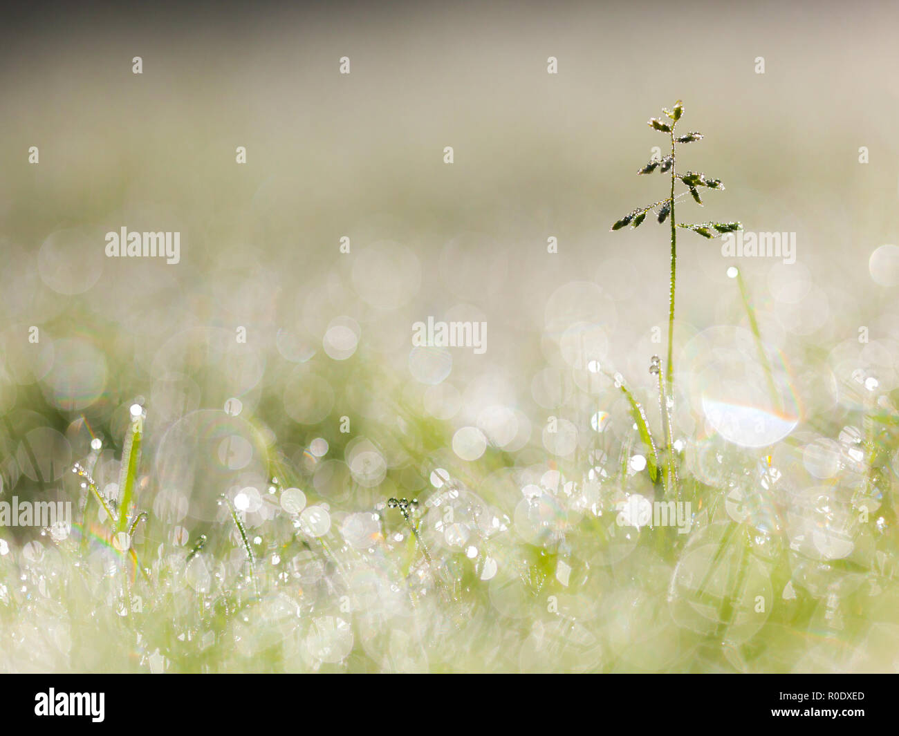 Dewdrops magnify plant detail hi-res stock photography and images - Alamy