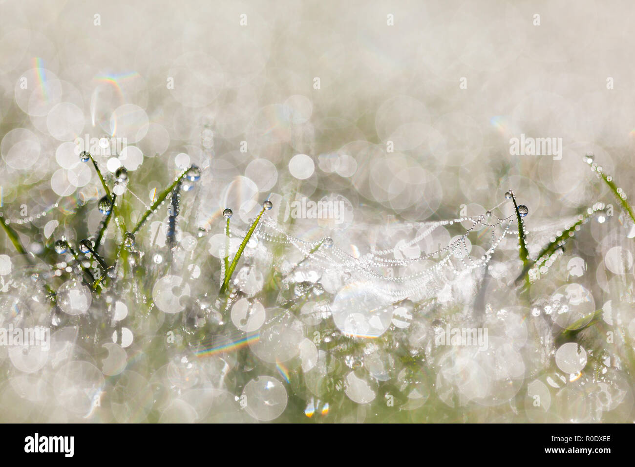Dewdrops magnify plant detail hi-res stock photography and images - Alamy