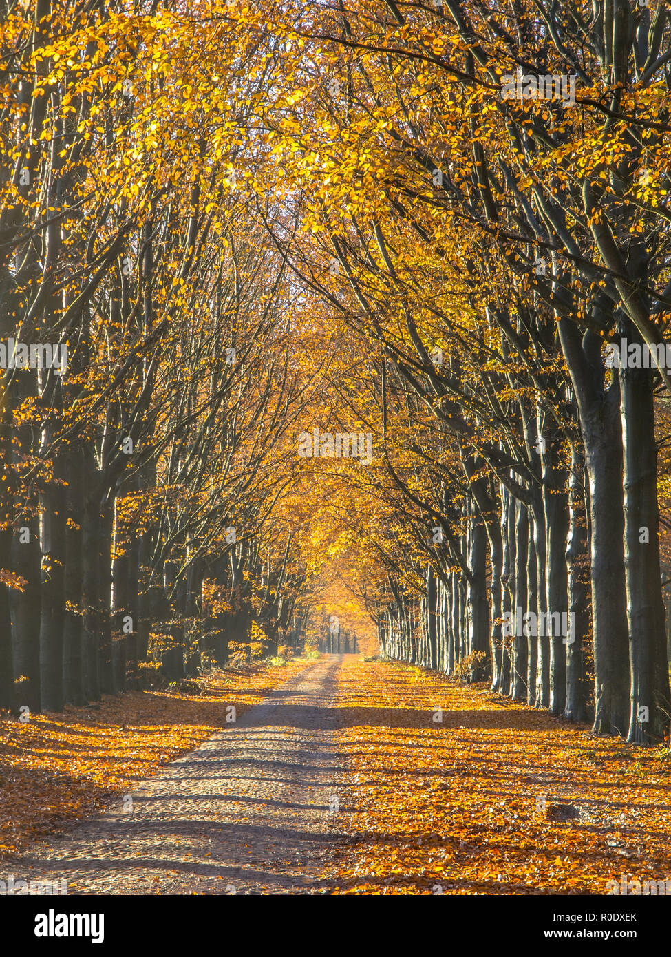 Forest lane hi-res stock photography and images - Alamy