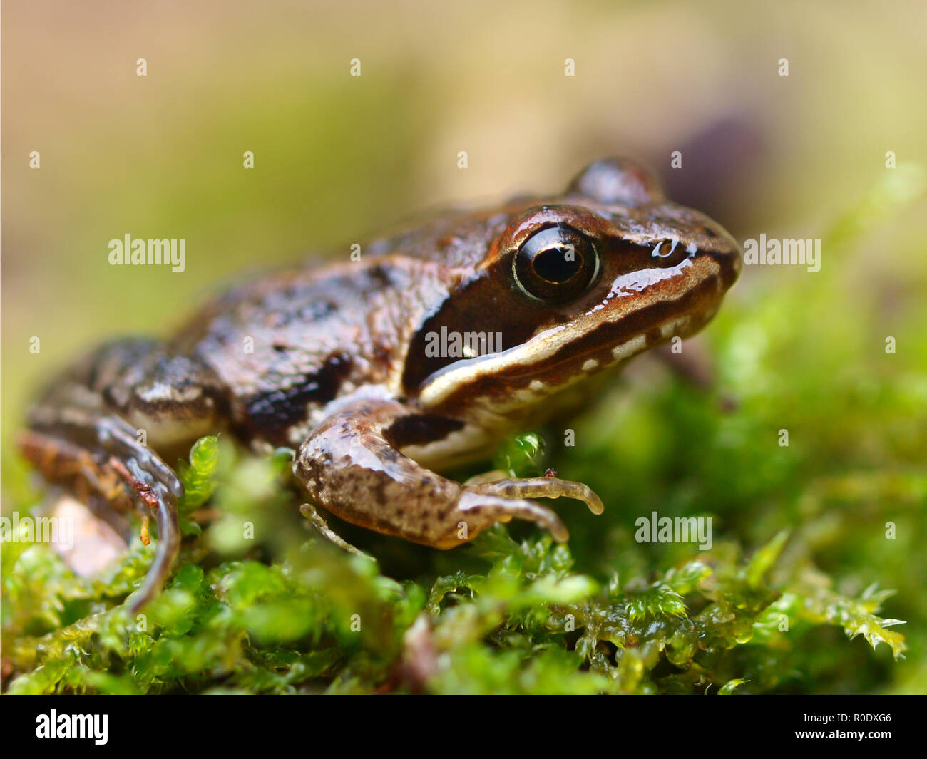 European Moor Frog (Rana arvalis) on Green Moss Stock Photo - Alamy