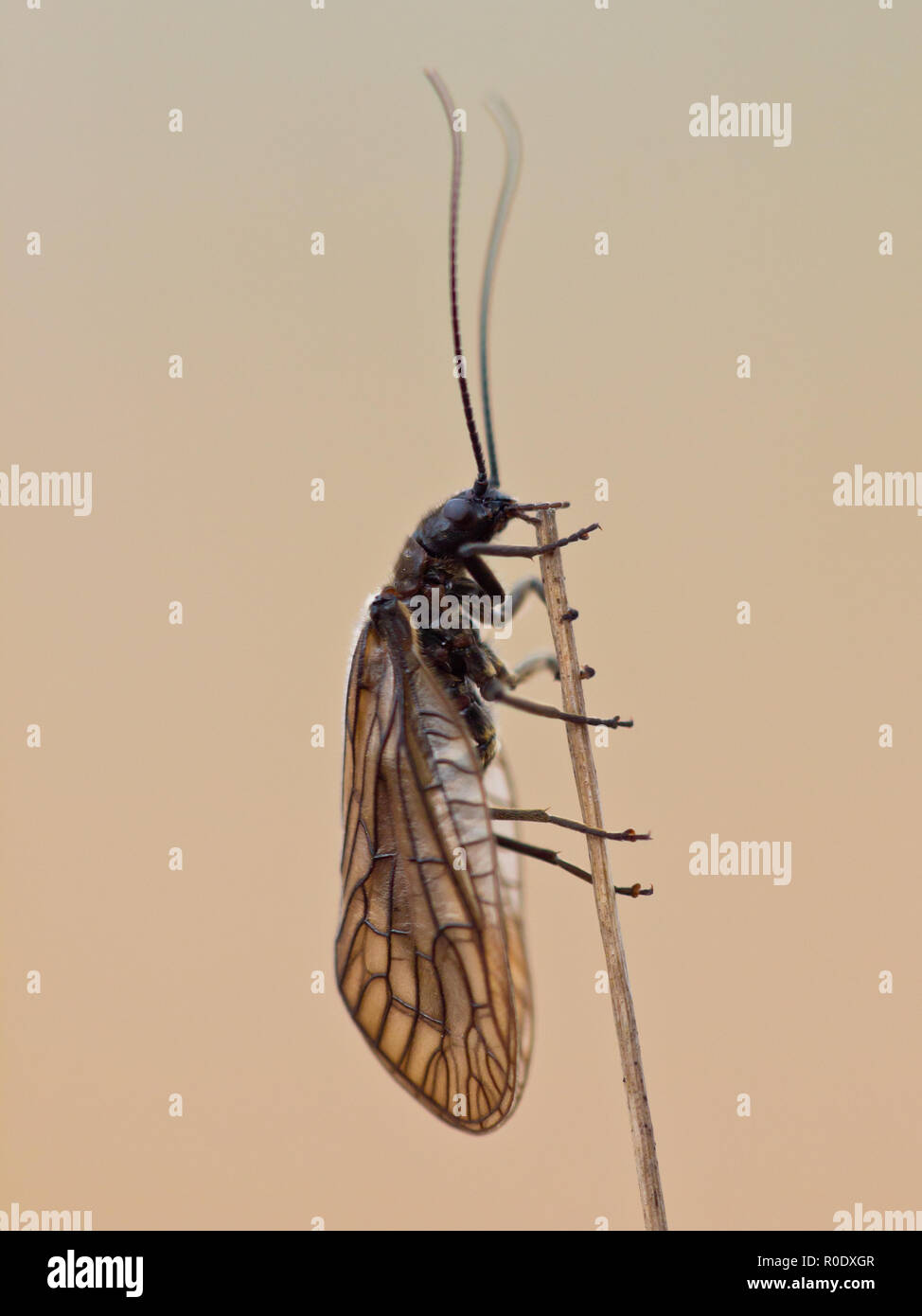 Alderfly (Sialis lutaria) sitting on stem, this insect is often ...
