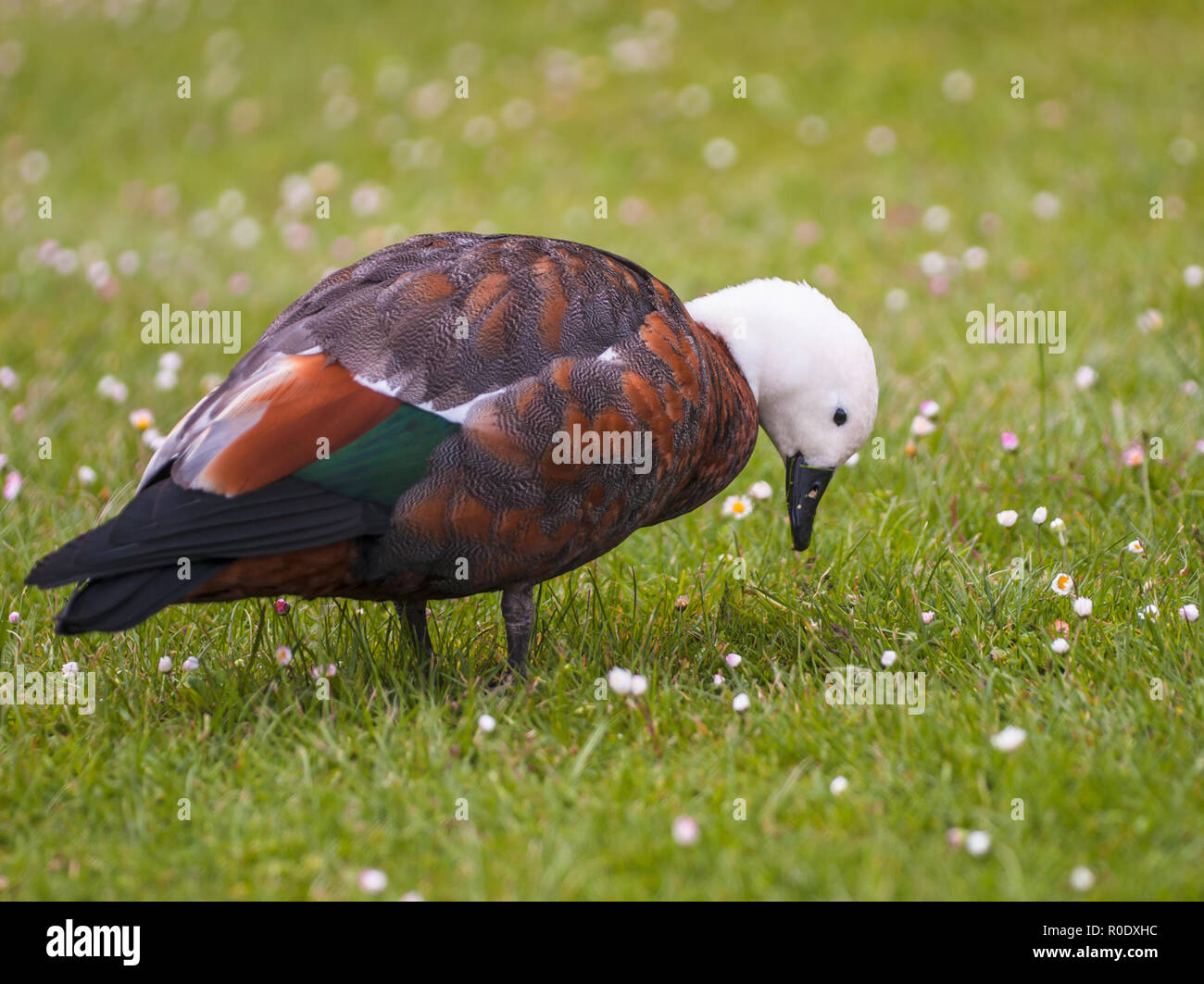 Paradise shelduck female hi-res stock photography and images - Alamy