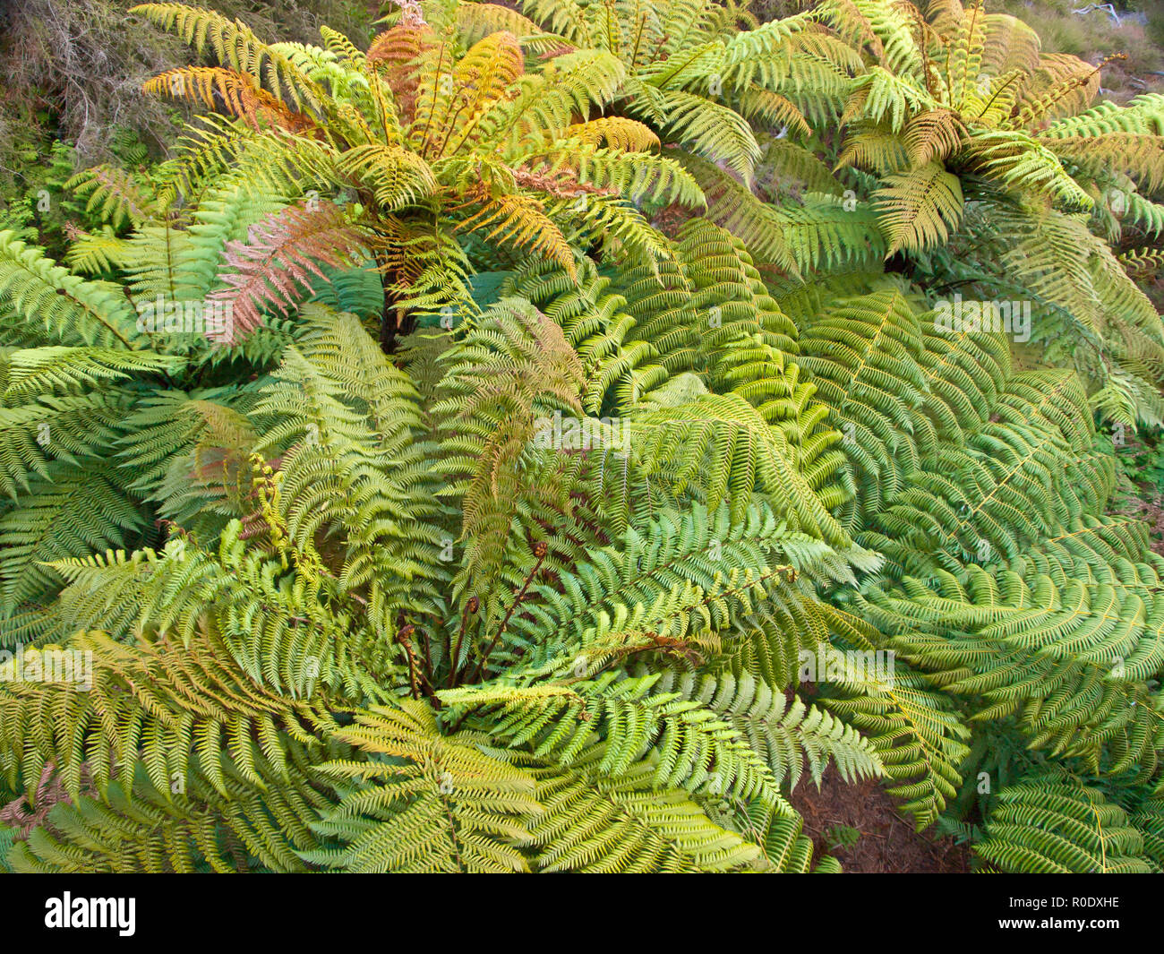 Giant tree ferns new zealand hi-res stock photography and images - Alamy