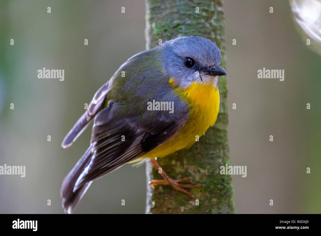 Eastern Yellow Robin - At O'Reilly's Rainforest Retreat, Lamington ...