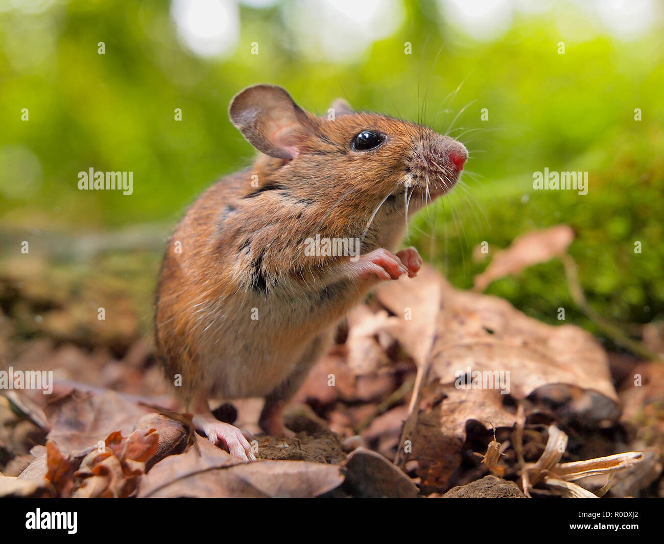 Dinky mouse hi-res stock photography and images - Alamy