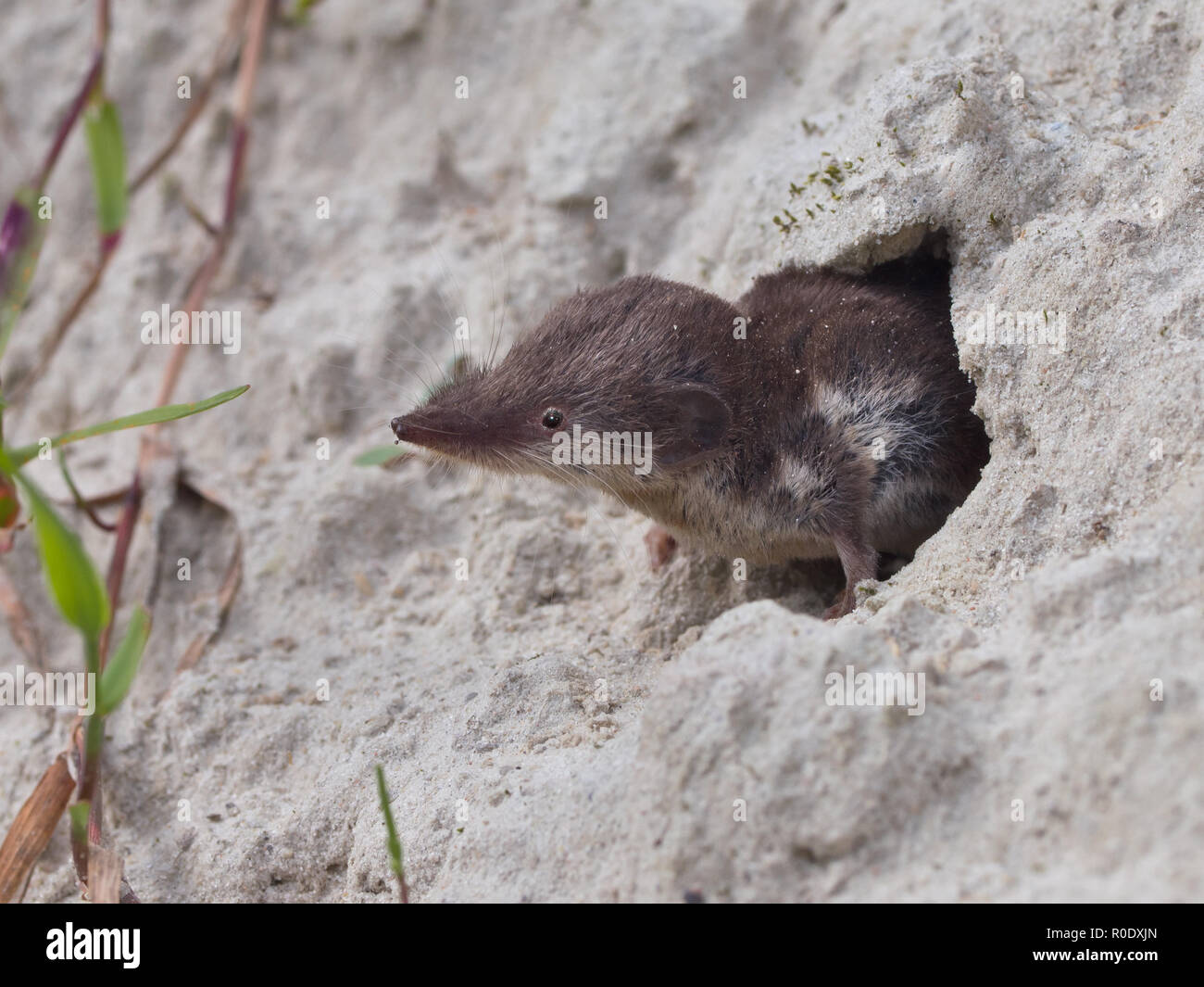 The Locally Endangered Bicolored Shrew (Crocidura leucodon) Peeking ...