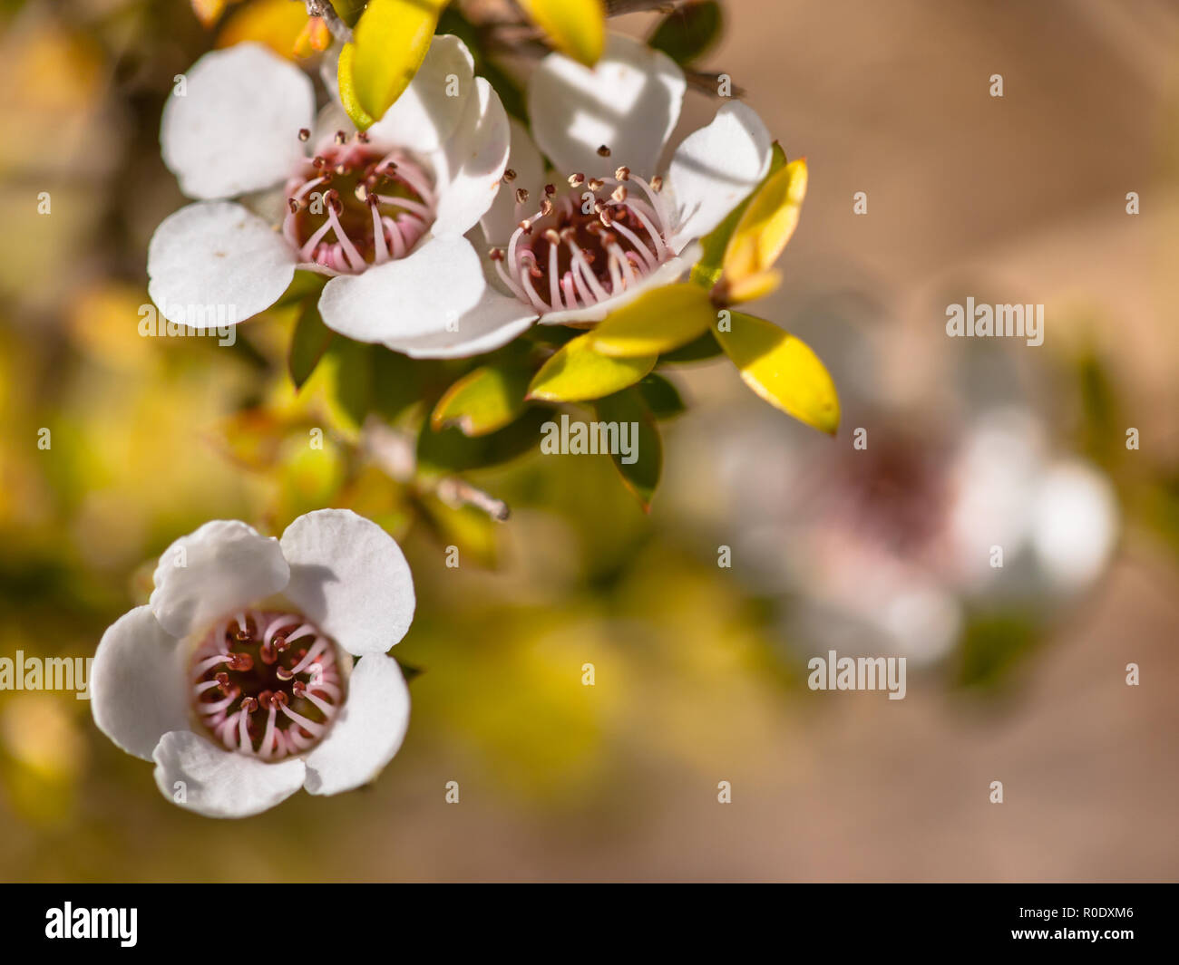 Tea tree flower hi-res stock photography and images - Alamy
