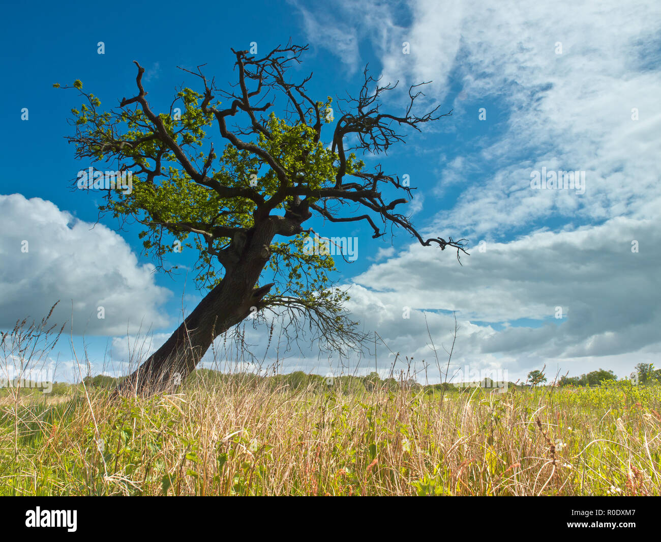 Single trunk of a mighty tree hi-res stock photography and images - Alamy