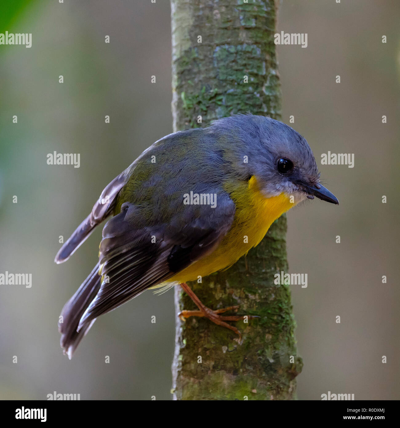 Eastern Yellow Robin - At O'Reilly's Rainforest Retreat, Lamington ...