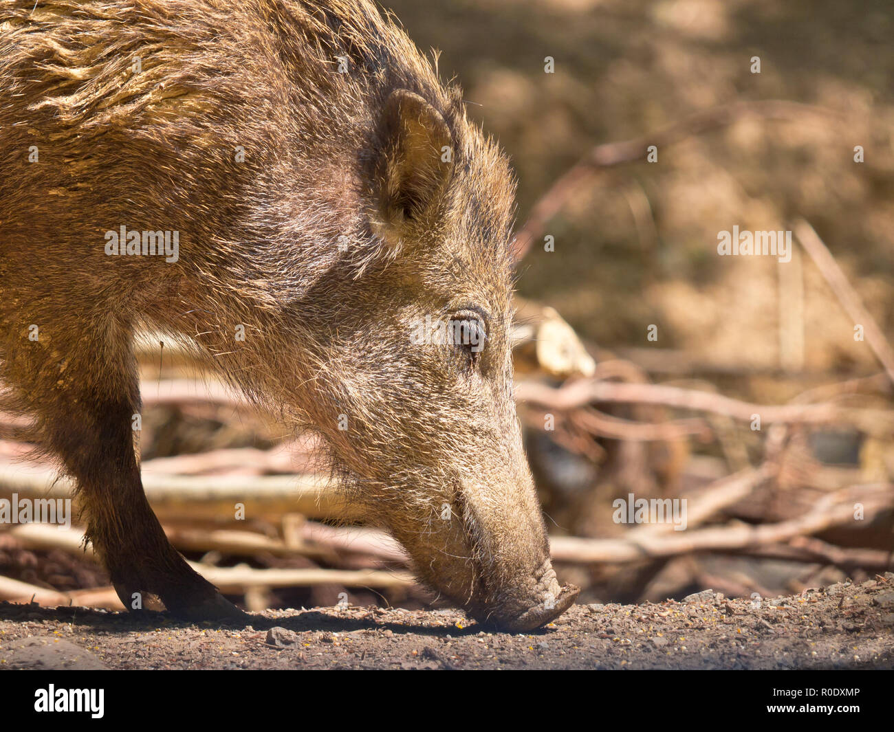 Female wild boar hi-res stock photography and images - Alamy