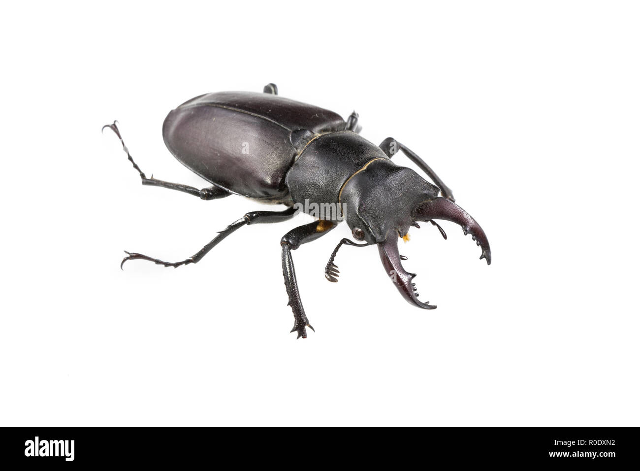 Stag Beetle (Lucanus cervus) Isolated on White Background Stock Photo ...