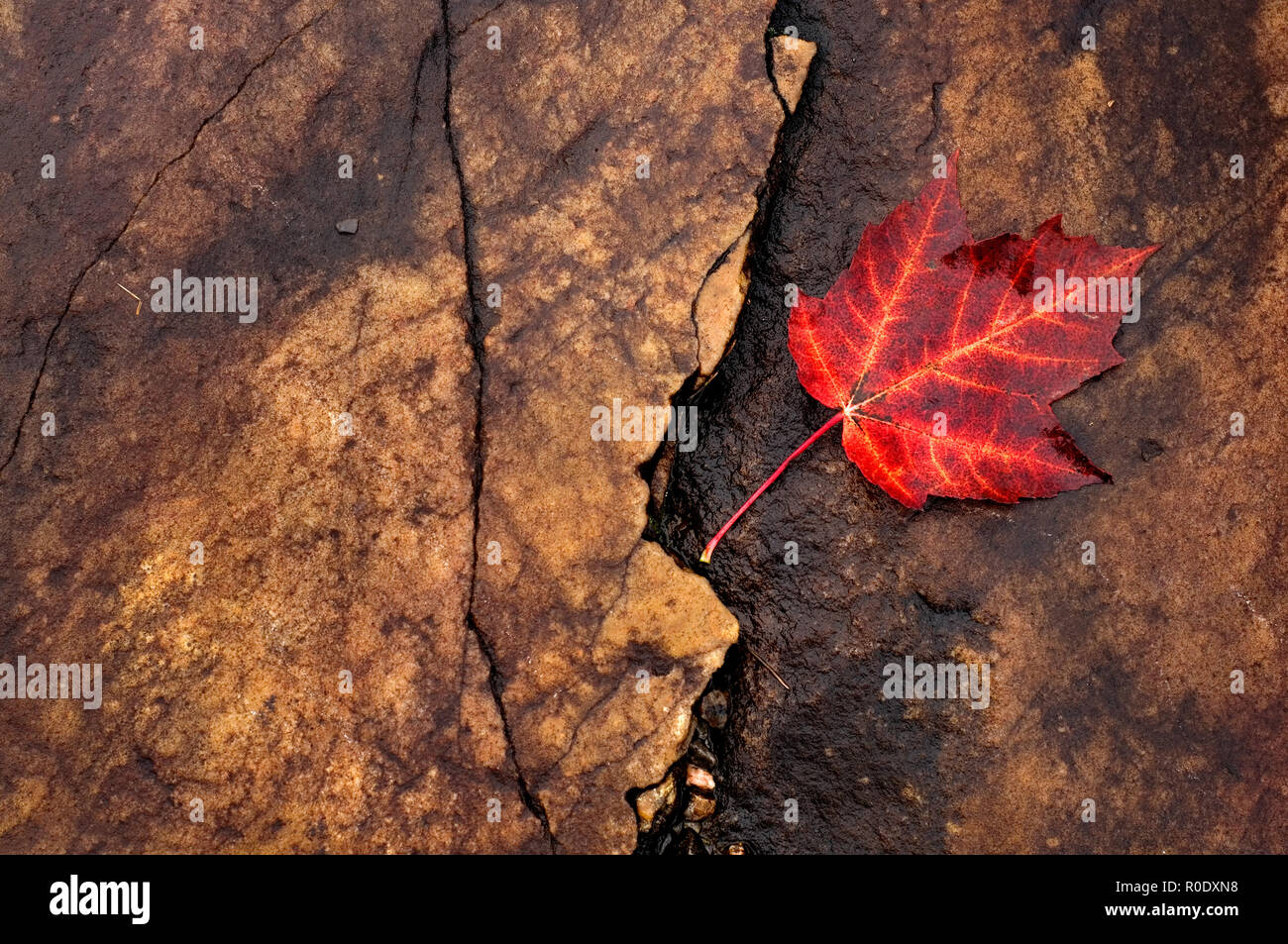 Beautiful Red Canadian Maple Leaf on Wet Rocks Stock Photo - Alamy
