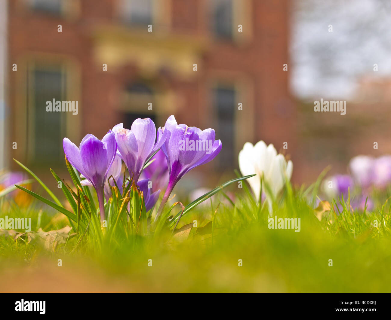 Violet crocus blooming in hi-res stock photography and images - Alamy