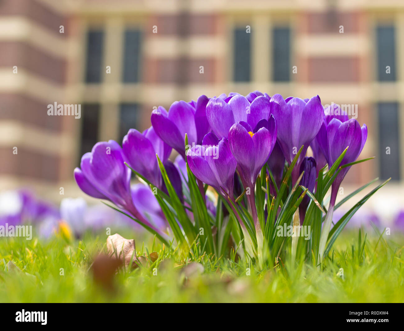 Crocus tommasinianus ’lilac beauty’ hi-res stock photography and images ...