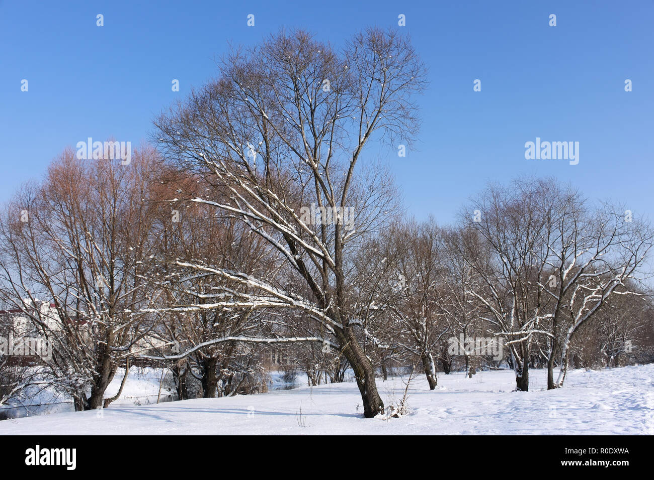 Snow-covered trees in winter city park on a background of azure ...