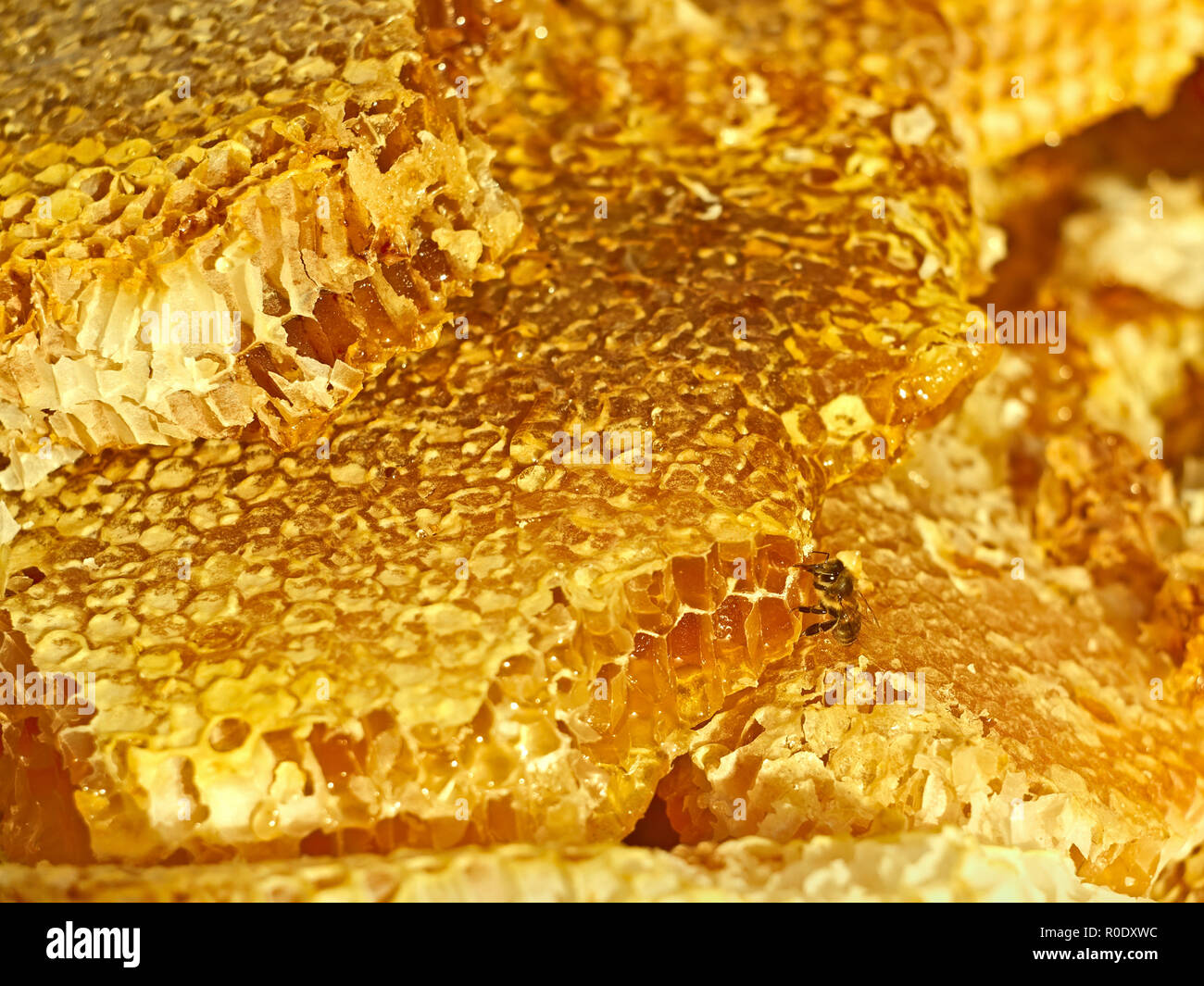 Honeycomb cells hi-res stock photography and images - Alamy