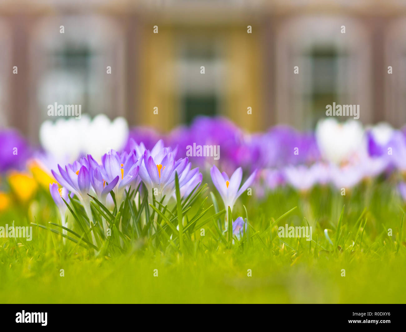 Crocus field hi-res stock photography and images - Alamy
