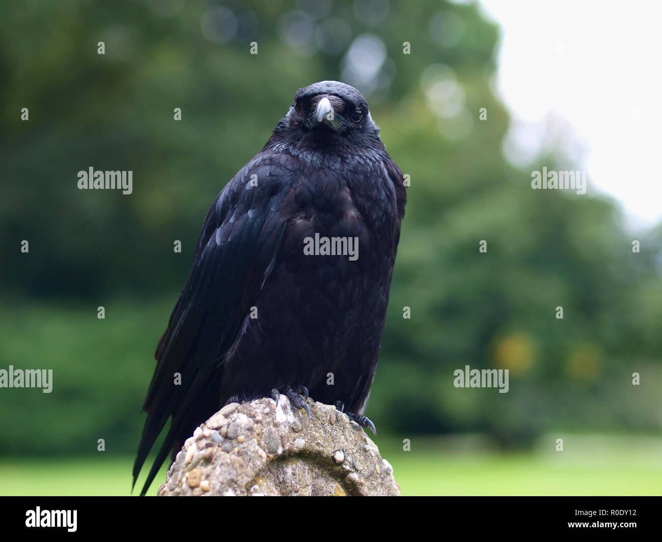 Black carrion crow hi-res stock photography and images - Alamy