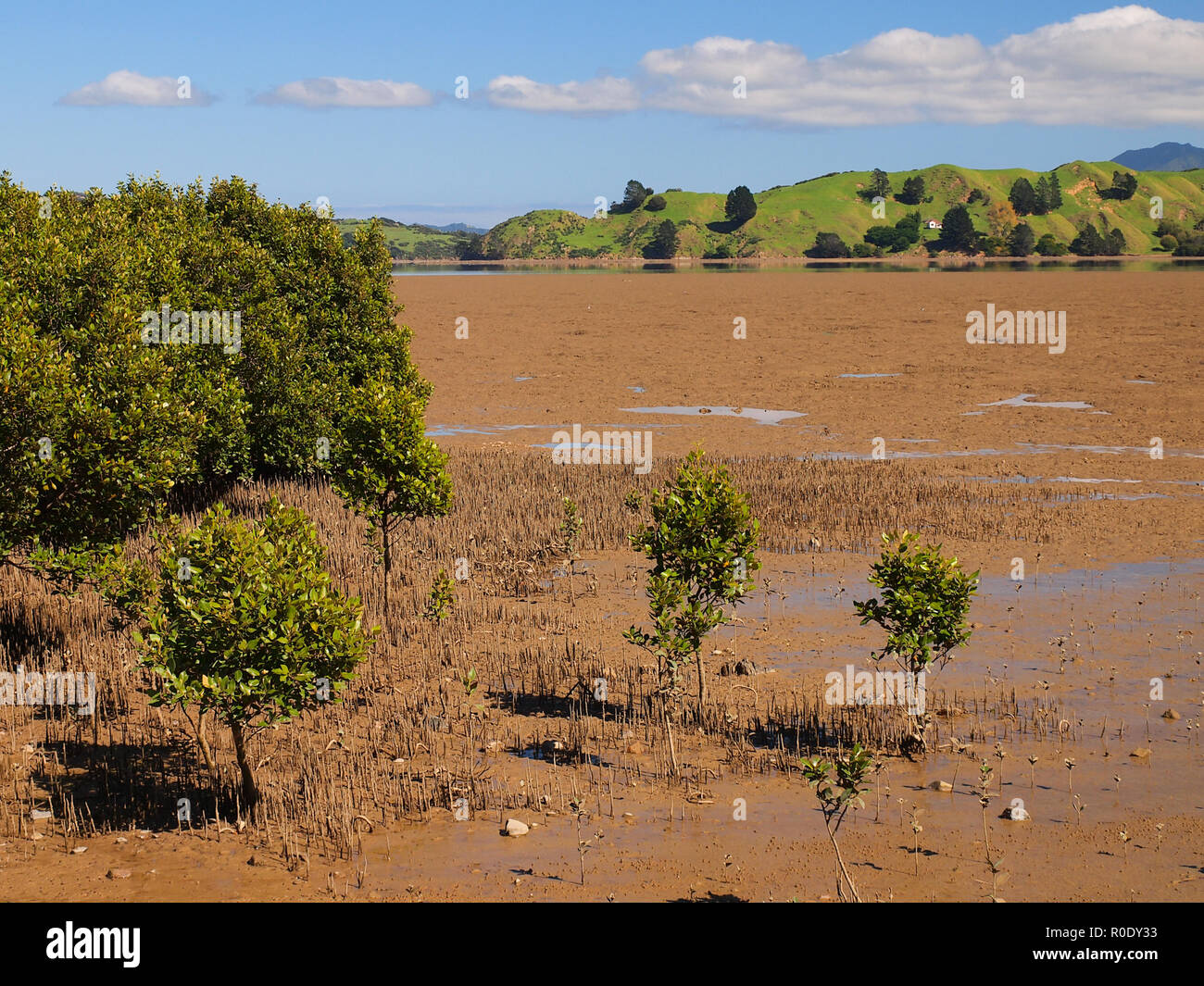 Mangrove swamp estuary hi-res stock photography and images - Alamy
