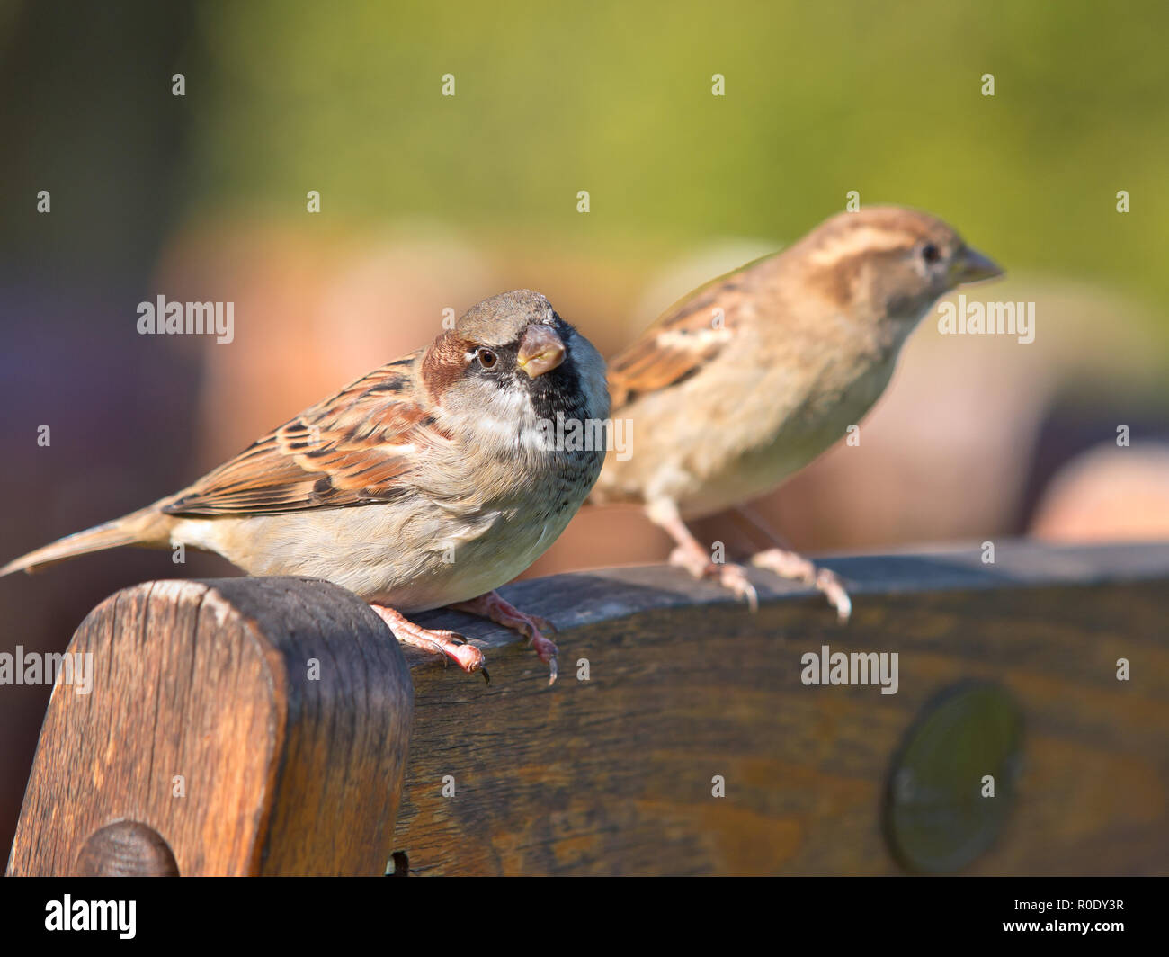 The house sparrow terrace hi-res stock photography and images - Alamy